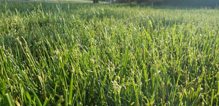 Why does my lawn look 'fuzzy'? - Custom Lawn - lawn maintenance tips